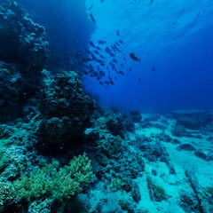 Yolanda reef surgeon fish